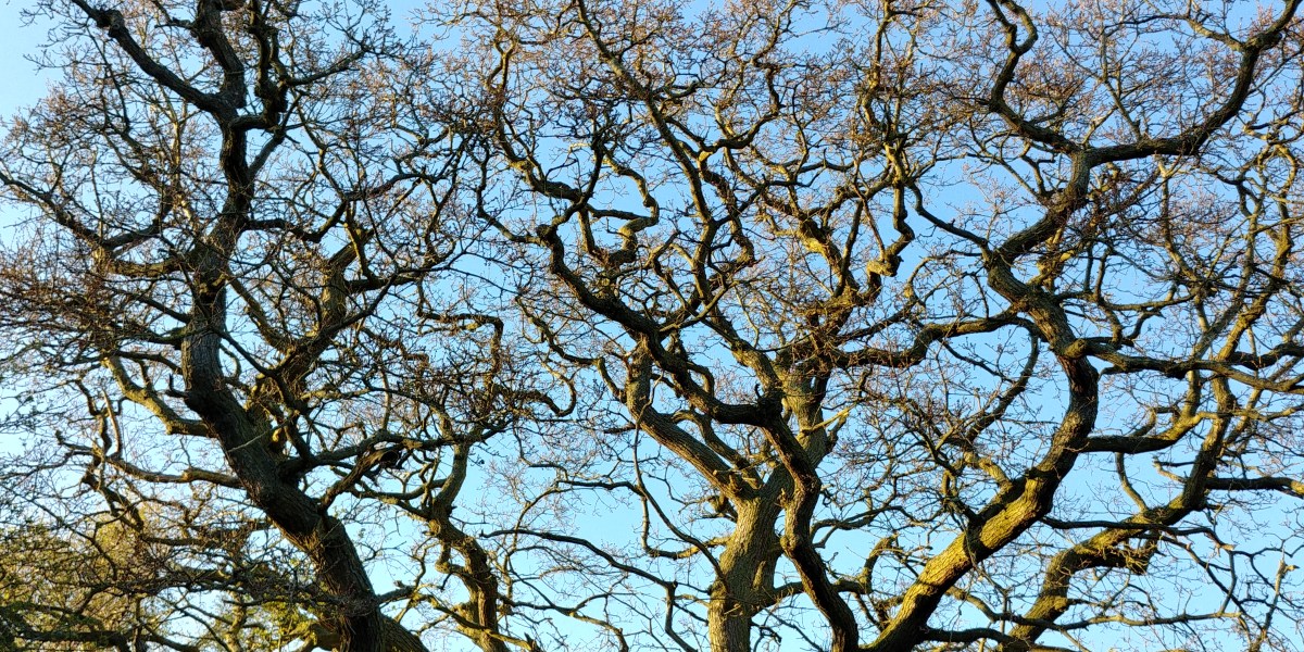 Putnoe Wood – Mudwriter